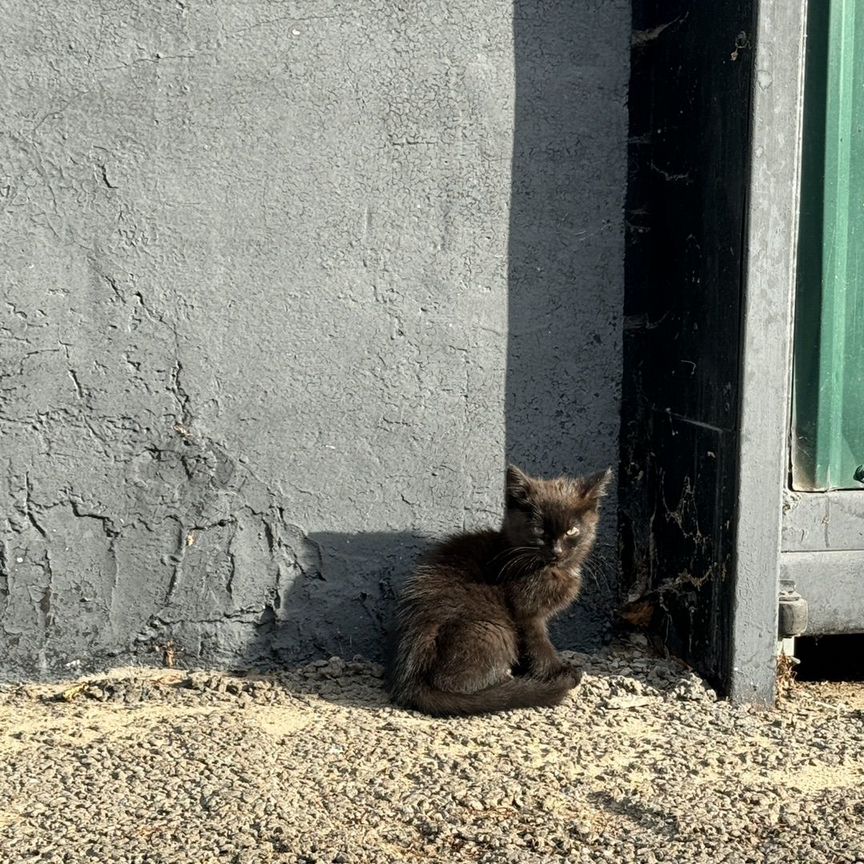 Котенок 2 месяца