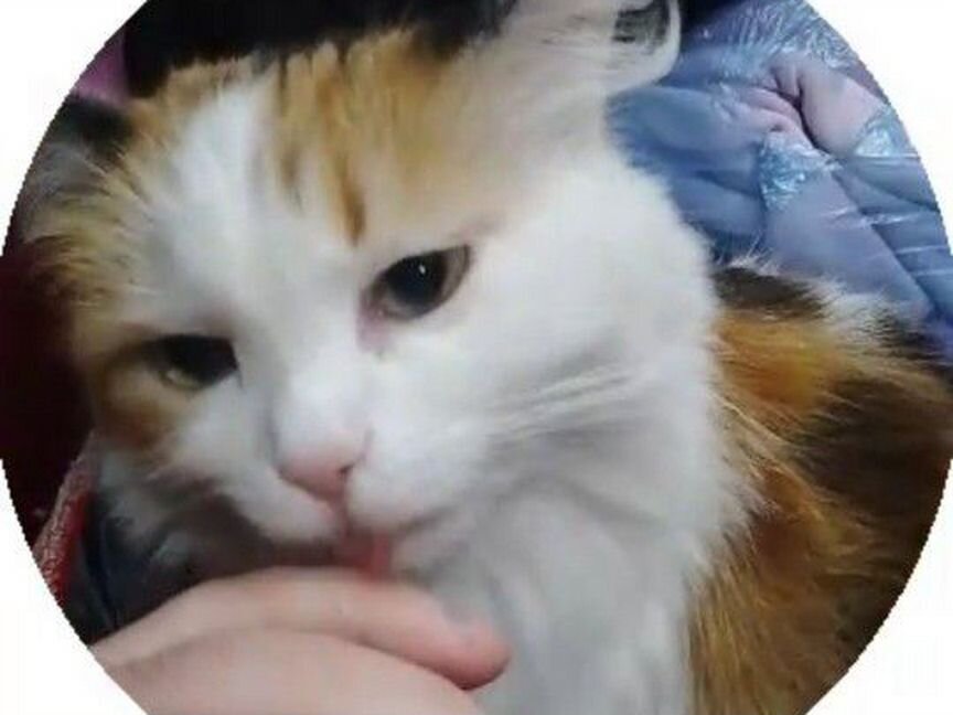 Котята в добрые руки бесплатно