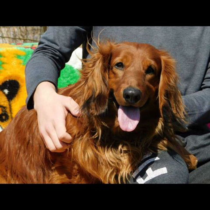 Длинношерстная такса