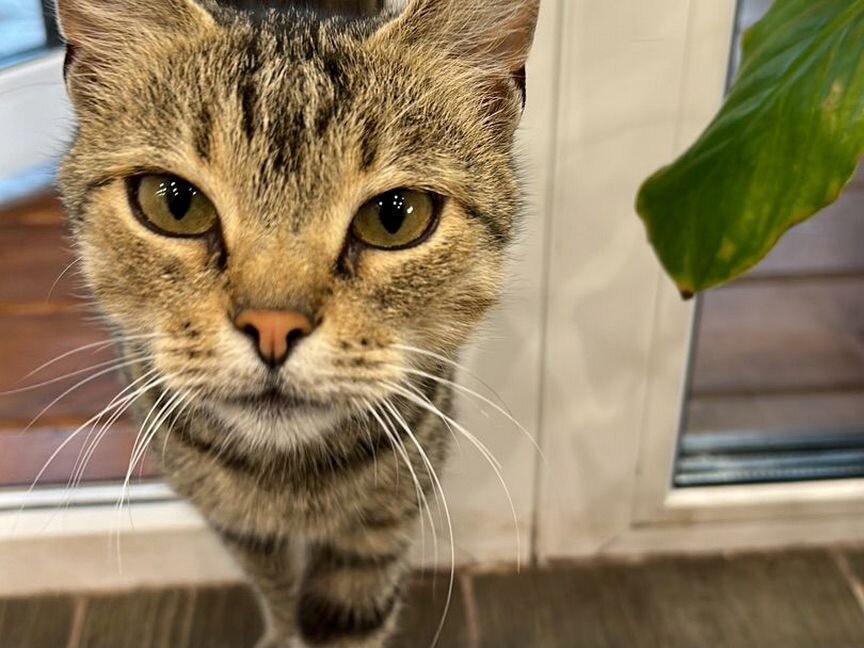 Кошка в добрые руки