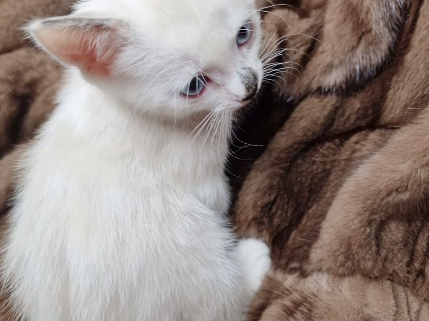Котята породы сфинкс