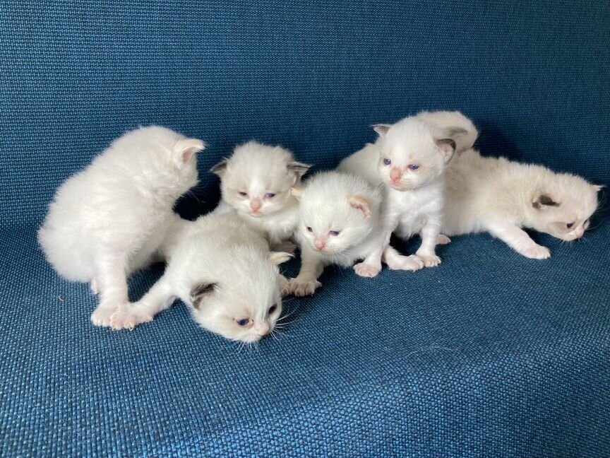 Котята Рэгдолл