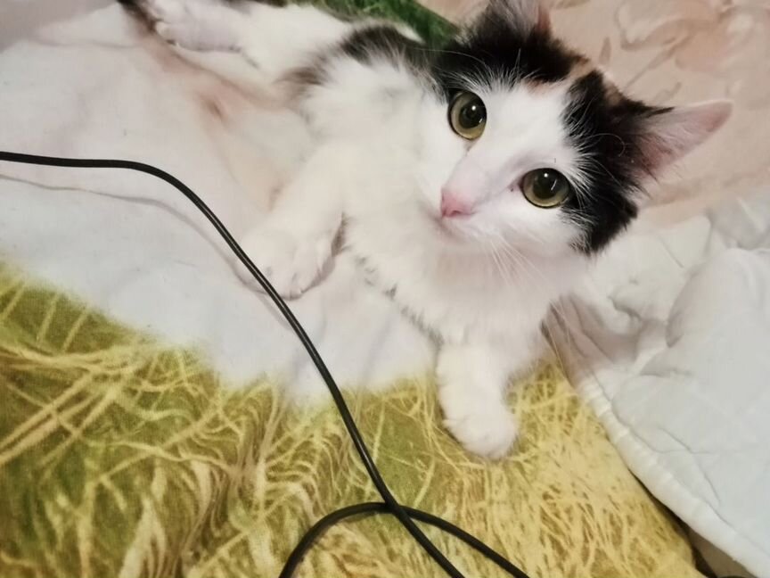 Кошечка в добрые руки