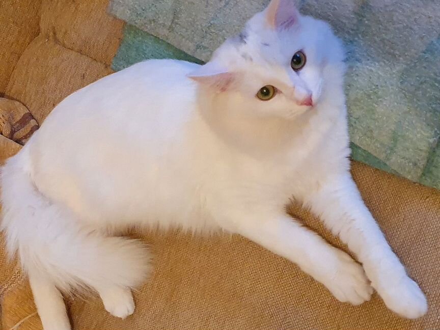 Шикарный белый кот в добрые руки
