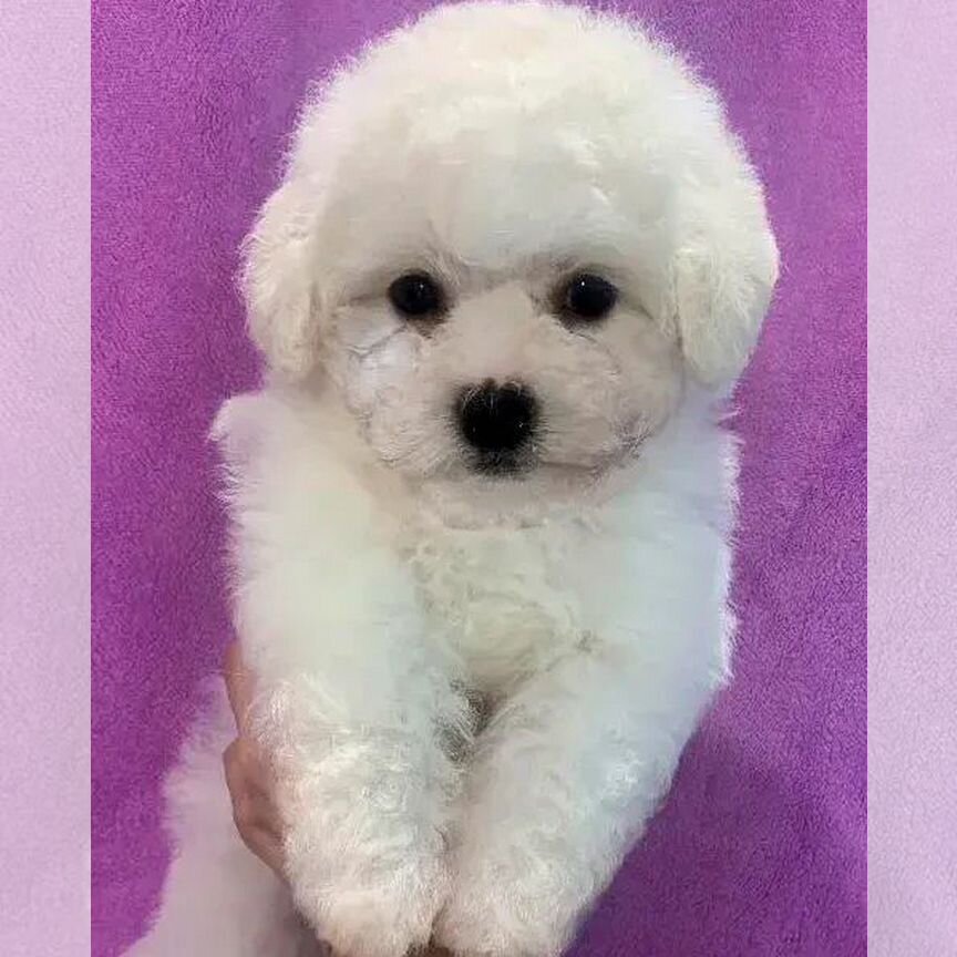 Бишон фризе, щенок