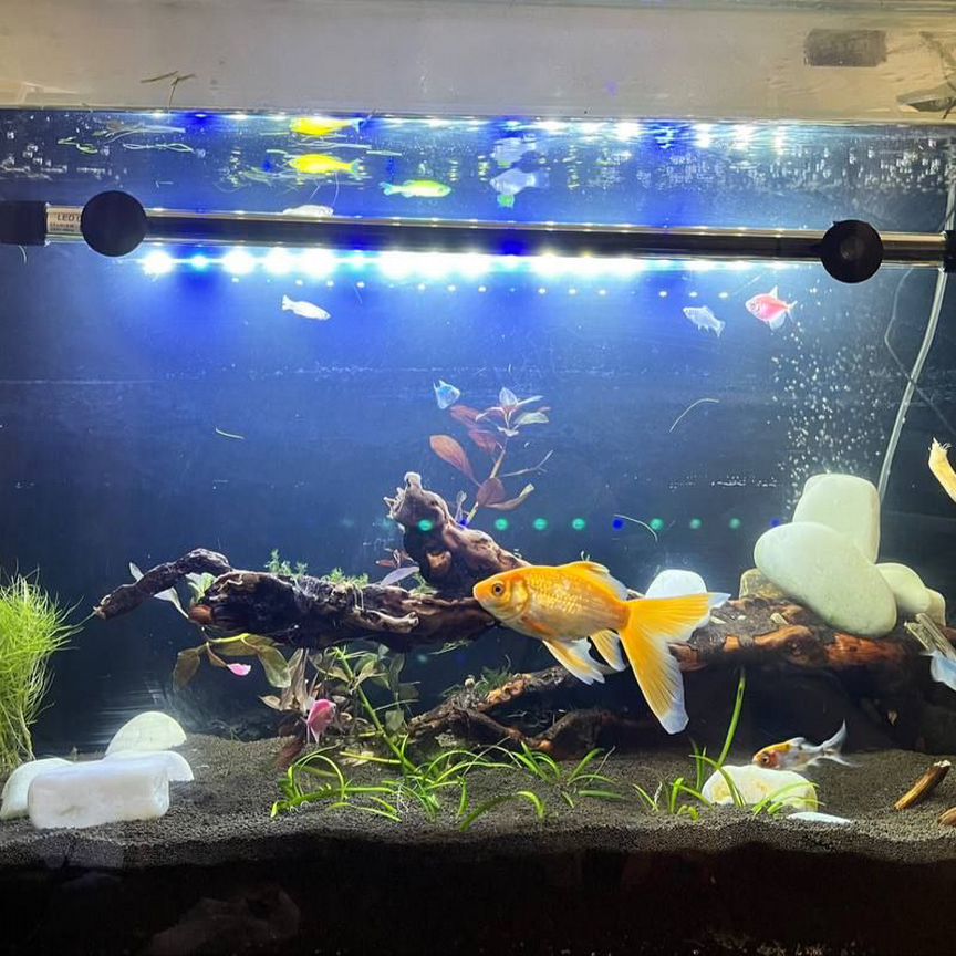 Золотая рыба комета