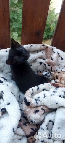 Кошка в дар бесплатно