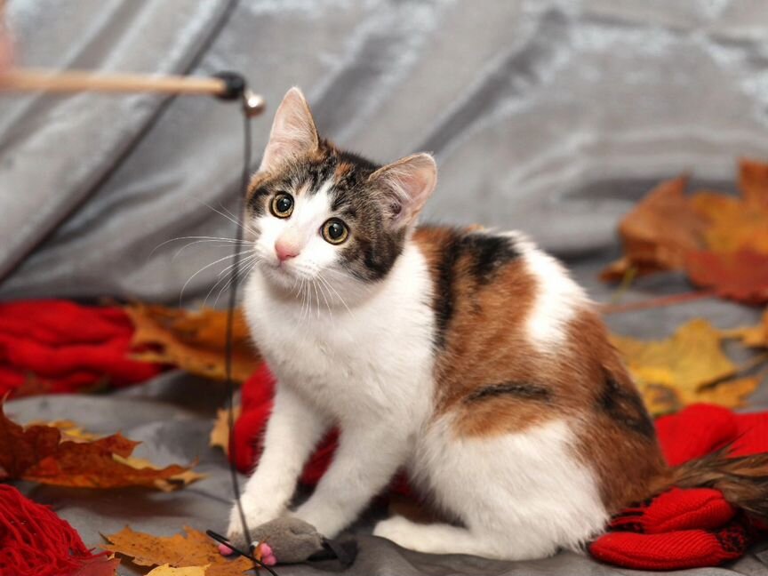 Котёнок в добрые руки