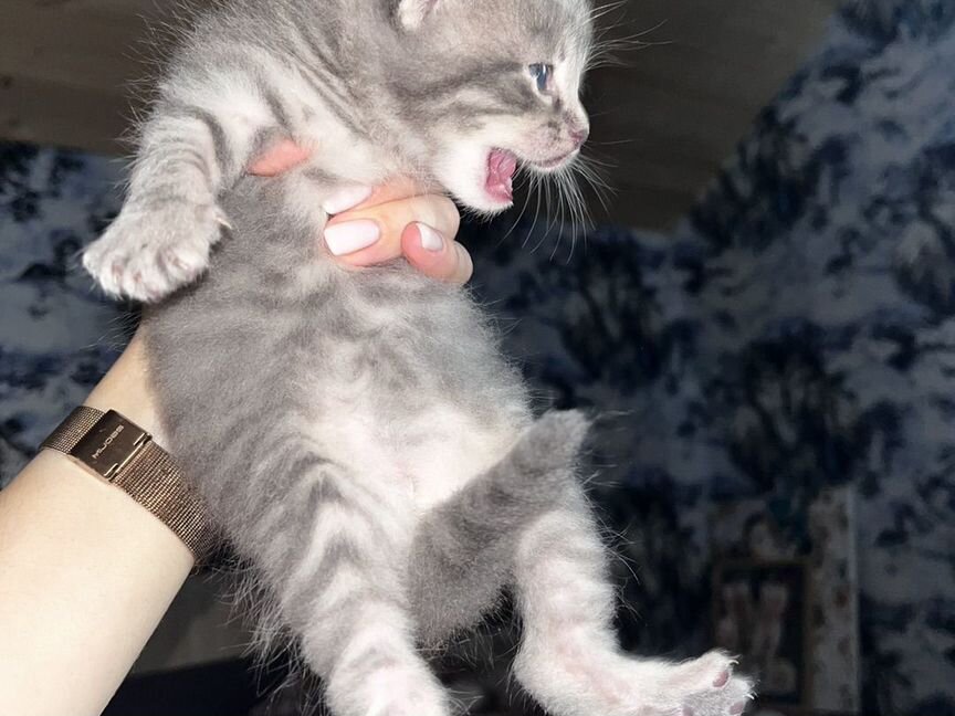 Кошка в дар