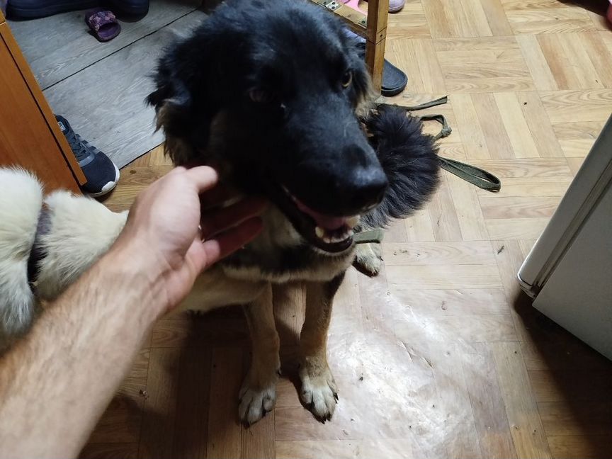 Черная немецкая овчарка