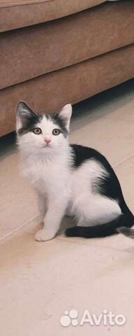 Котенок мальчик бесплатно