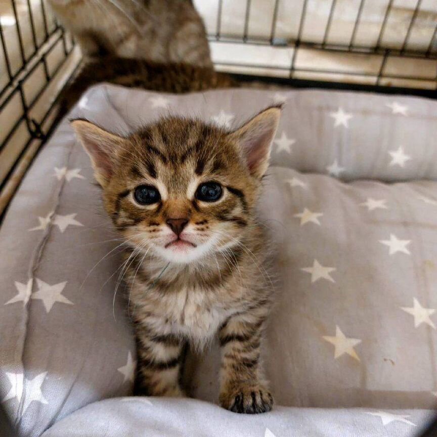 Котенок Шпрот