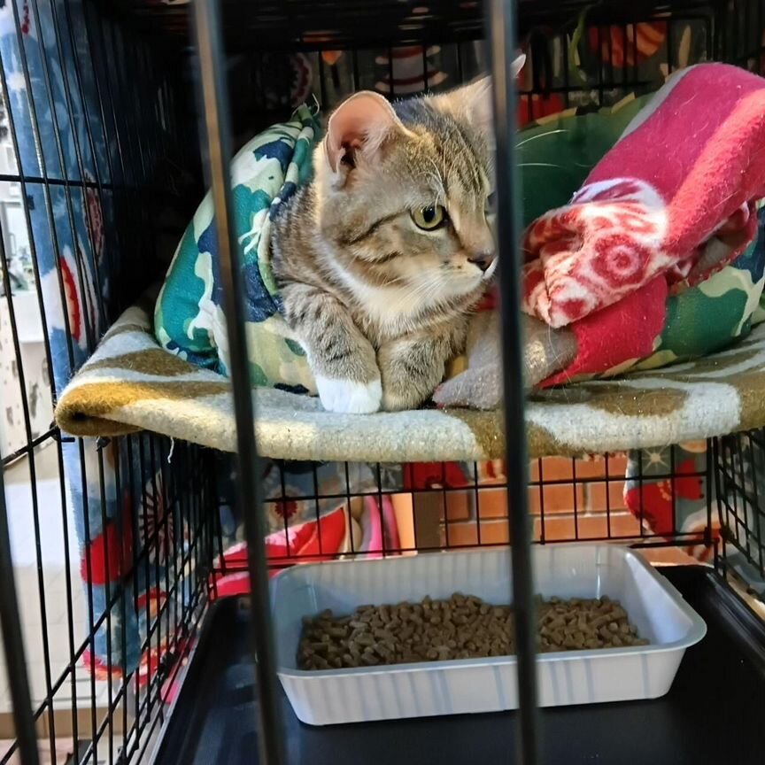 Курильский бобтейл короткошёрстный, взрослый кот