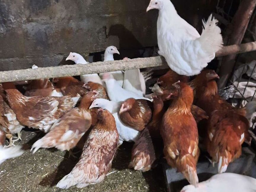 Продам кур малодки 120дней