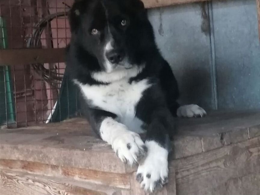 Собаки потеряшки