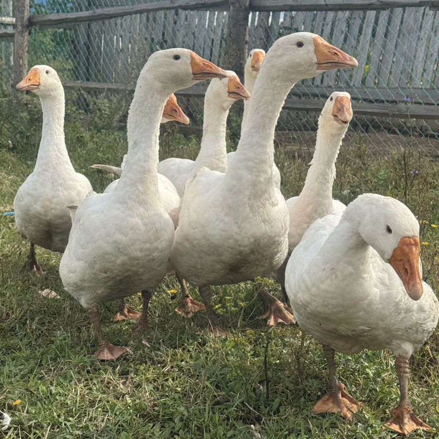 Гуси 6 месяцев