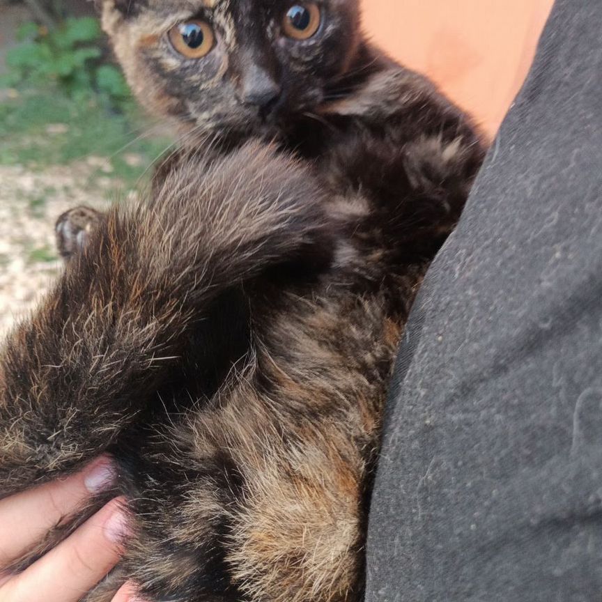 Котенок девочка