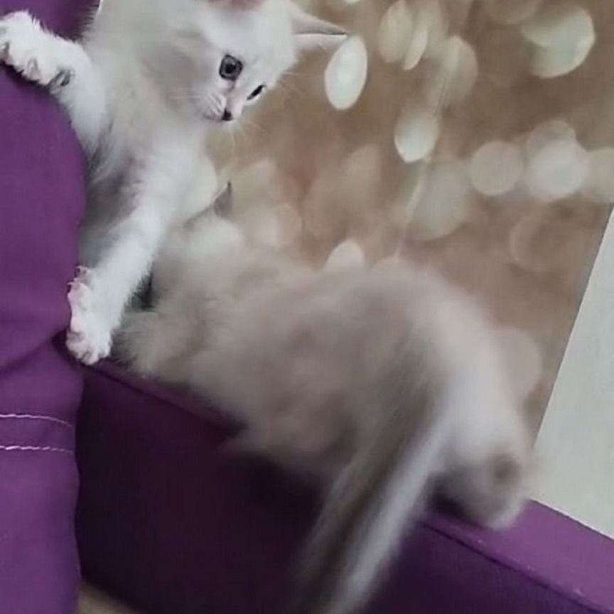 Отдам котят в добрые руки