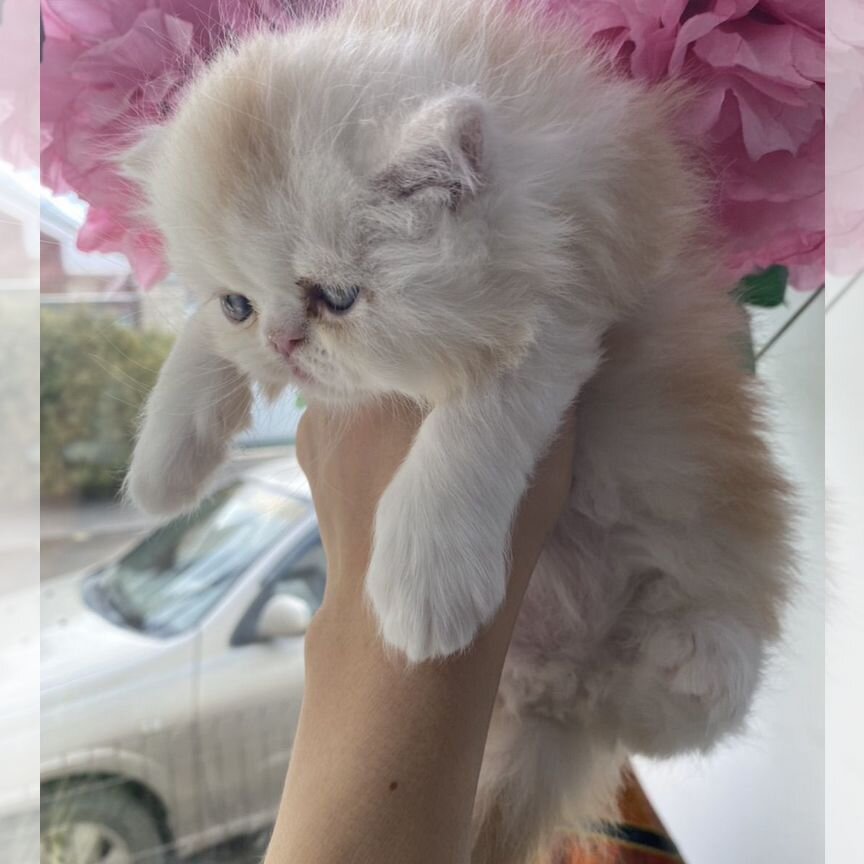 Персидский котёнок
