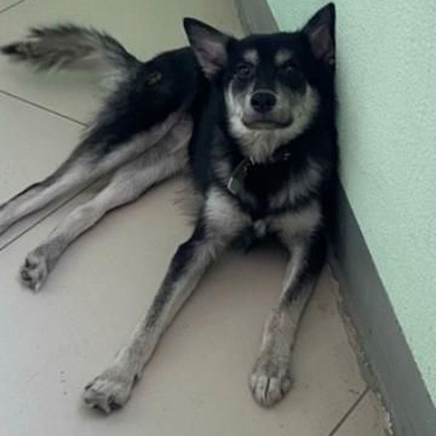 Кобель в очень хорошие руки