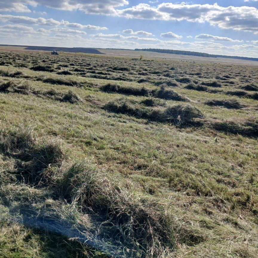 Продам сено