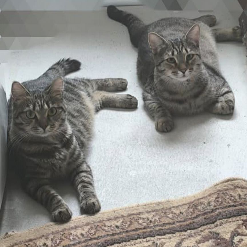 Взрослый кот в добрые руки