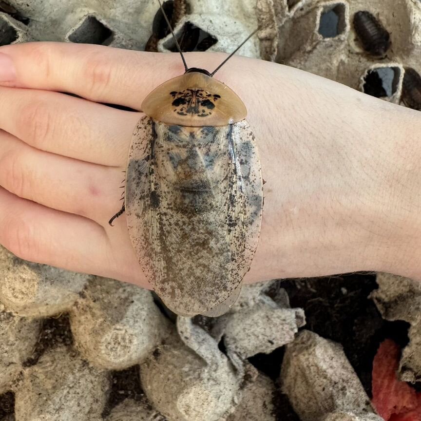 Тараканы, мокрицы