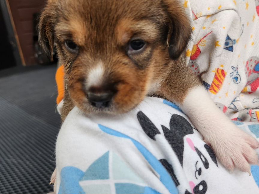 Собака в добрые руки