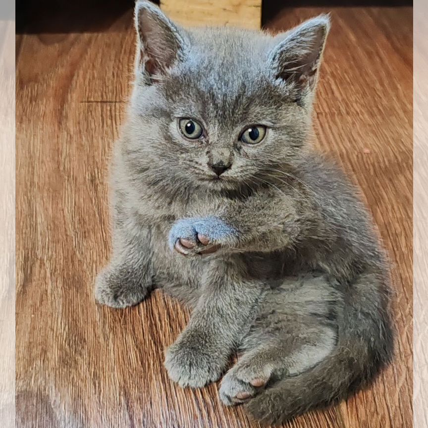 Котята в добрые руки бесплатно