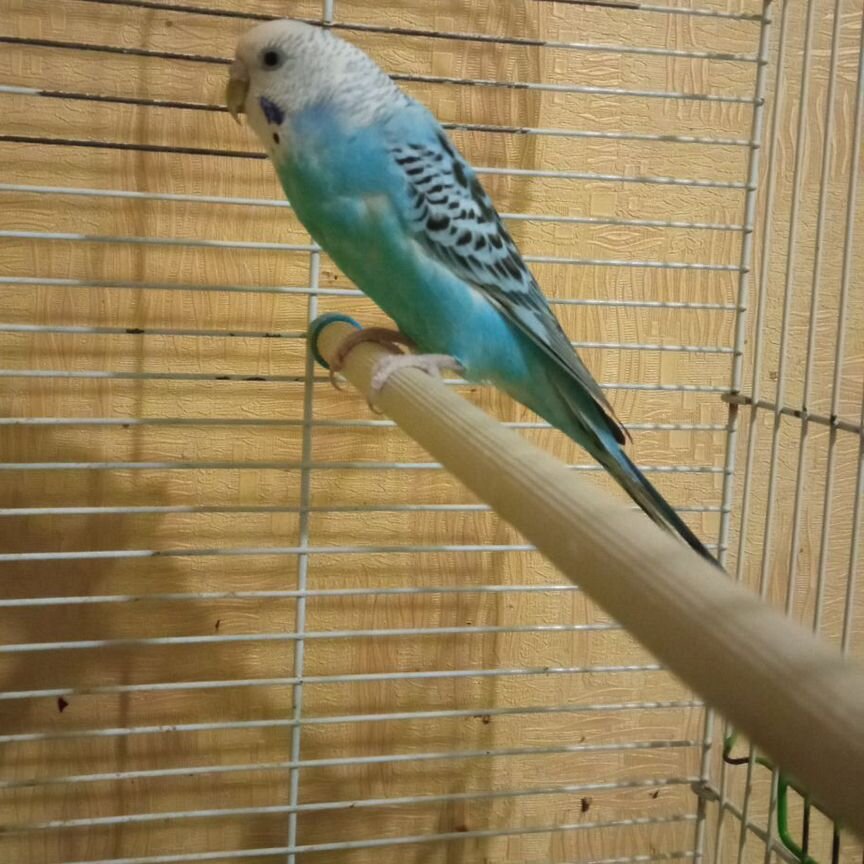 Волнистый попугай с клеткой