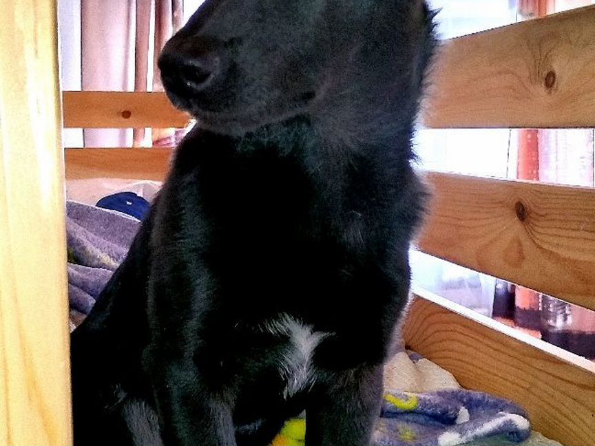 Щенок в добрые руки бесплатно, вырастит маленькой