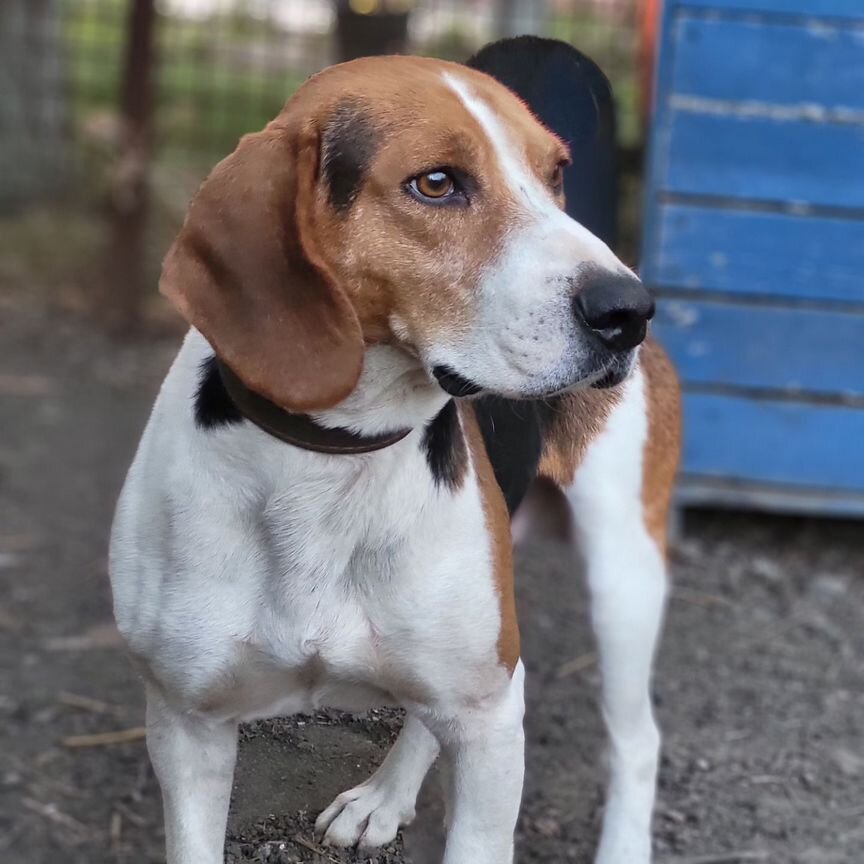 Эстонская гончая вязка