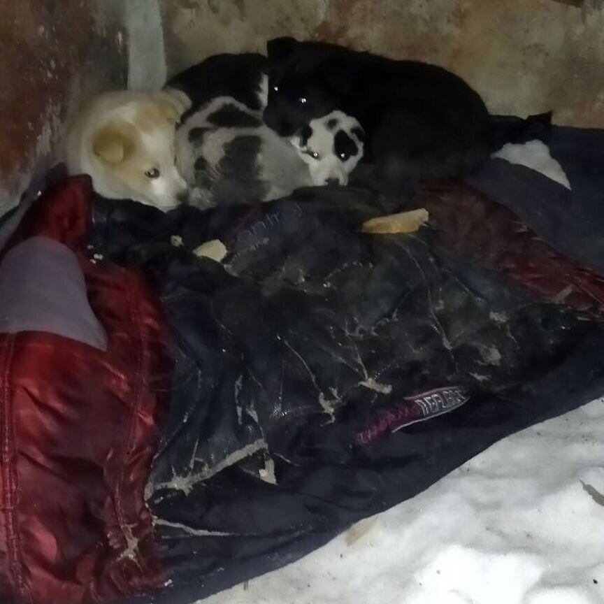 Щенок в добрые руки