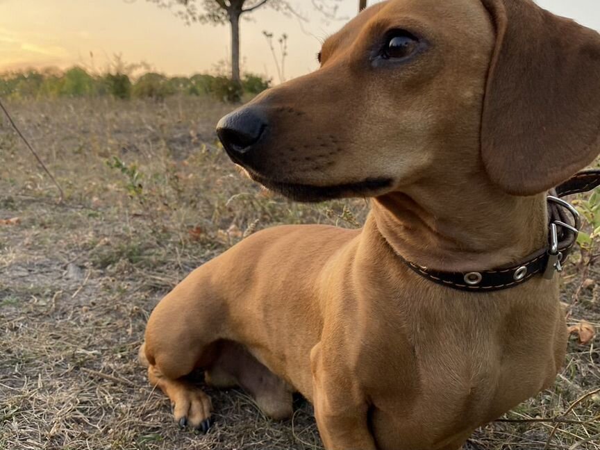 Такса на вязку