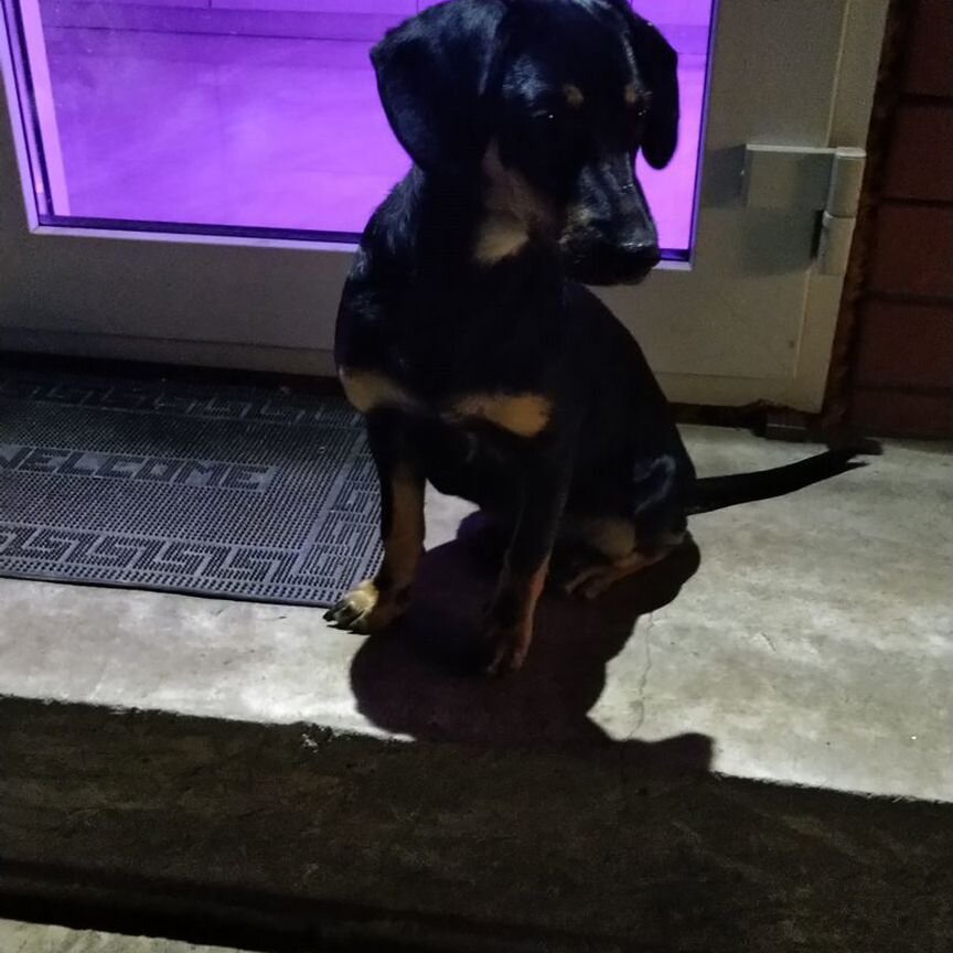 Найдена такса