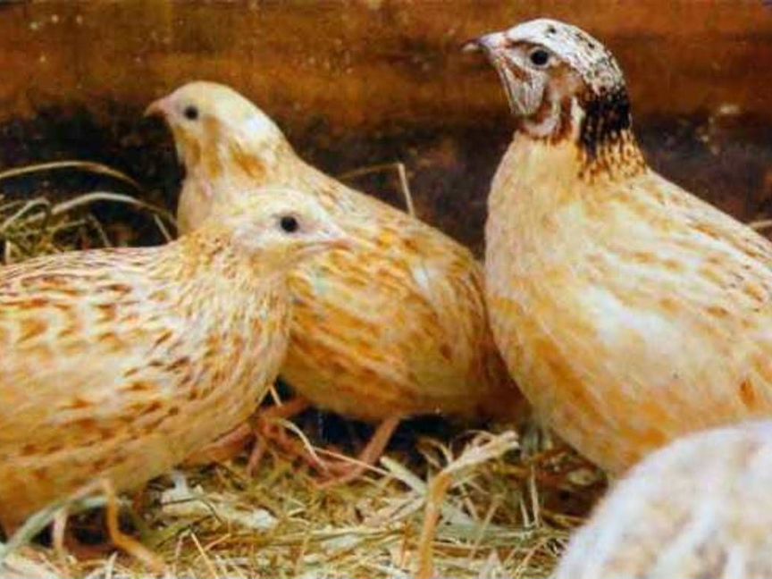 Продам Перепелов