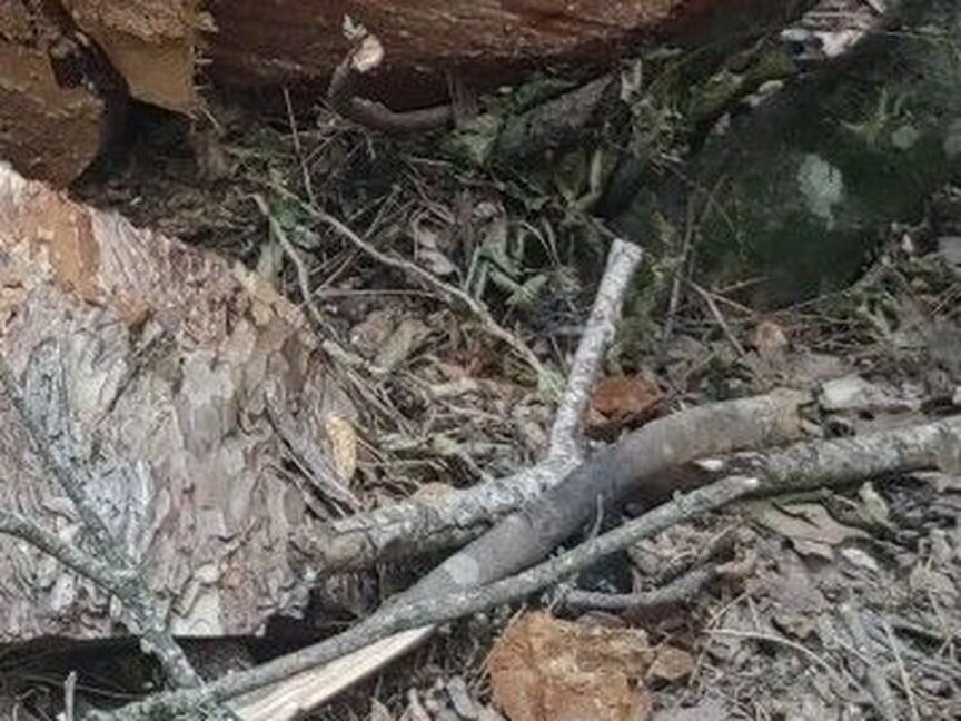 Собака в охрану и два щенка