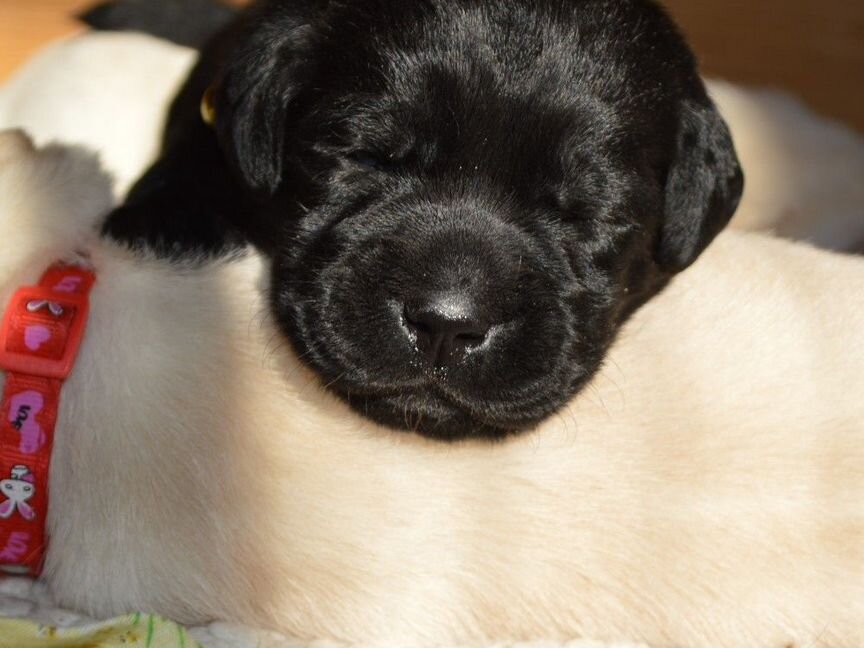 Щенки лабрадора