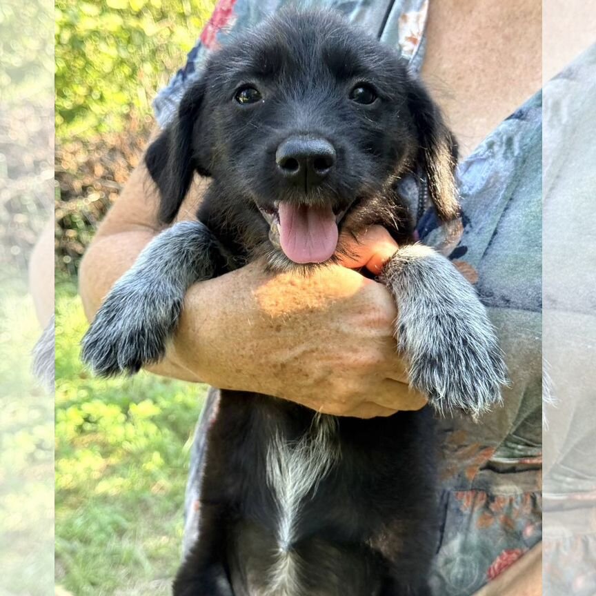 Маленький щеночек в добрые руки
