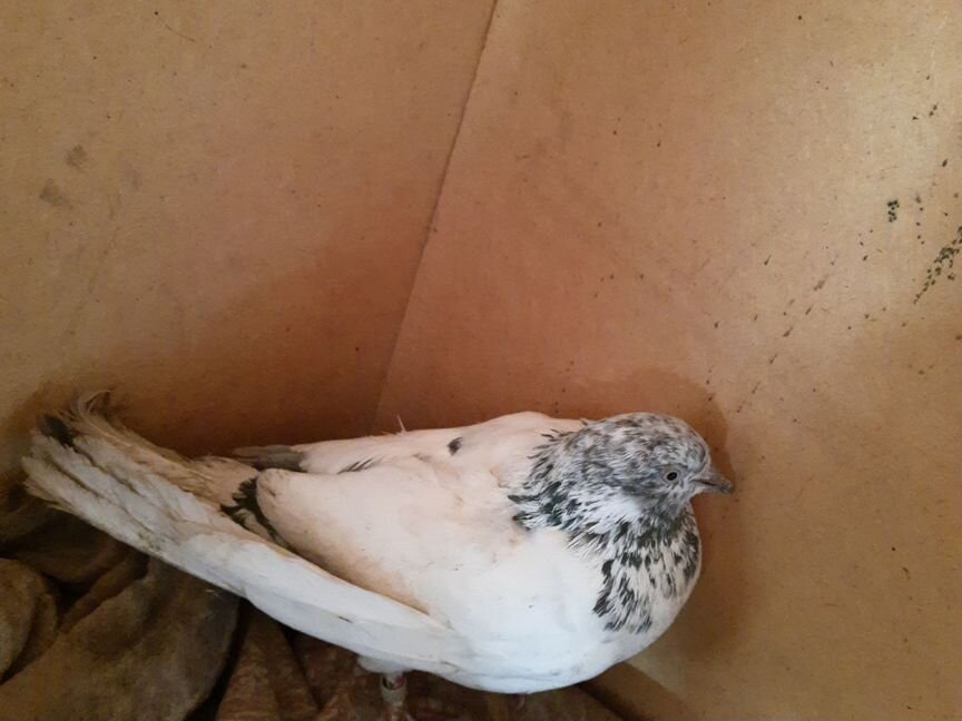 Нашел голубя на ноге кольцо число 14