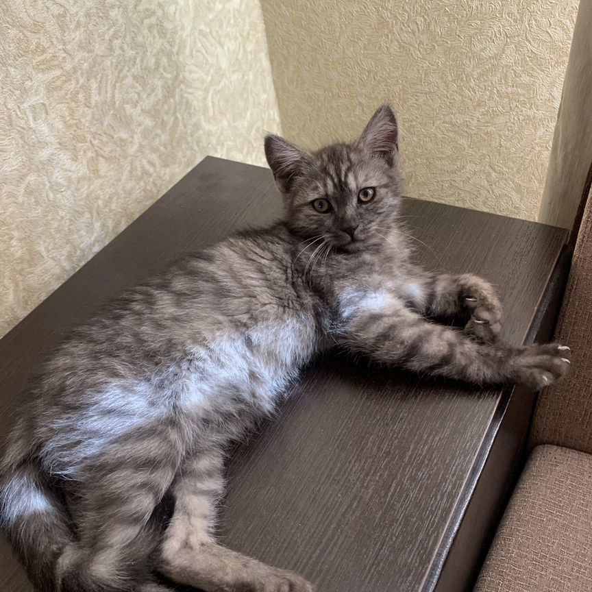 Очередной котик