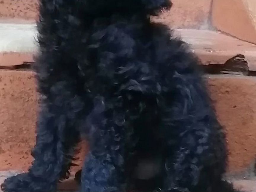 Щенок пуделя