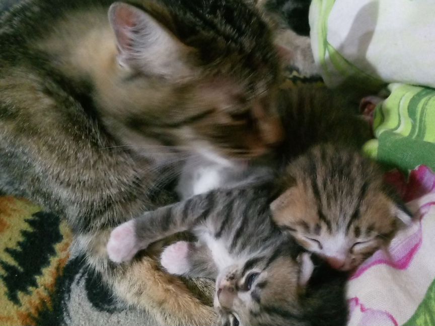 Котик серенький