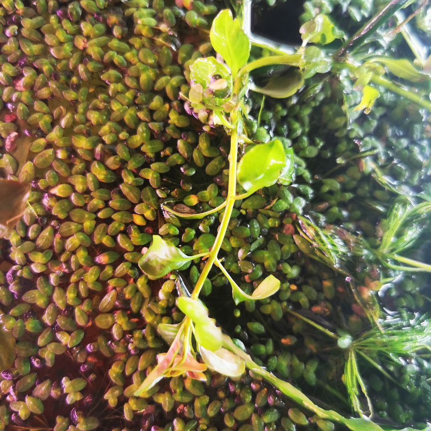 Аквариумное растение