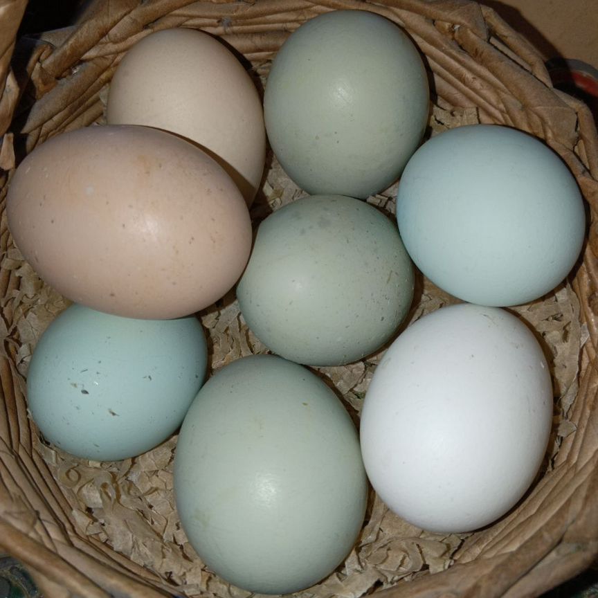 Инкубационное яйцо