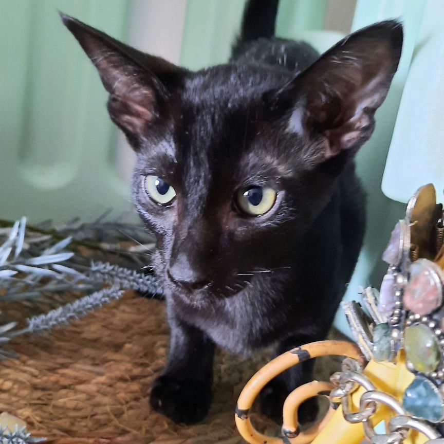 Ориентальный котёнок