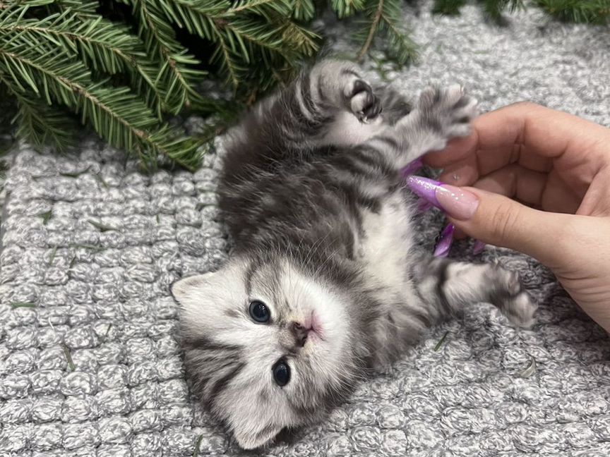 Шотландские котята