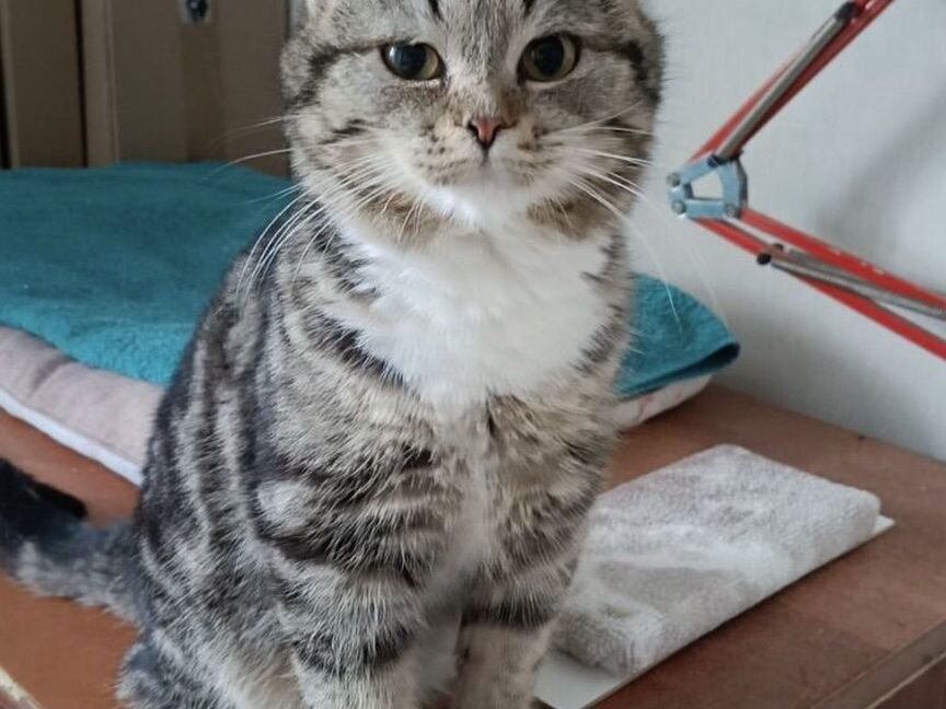 Котик в добрые руки