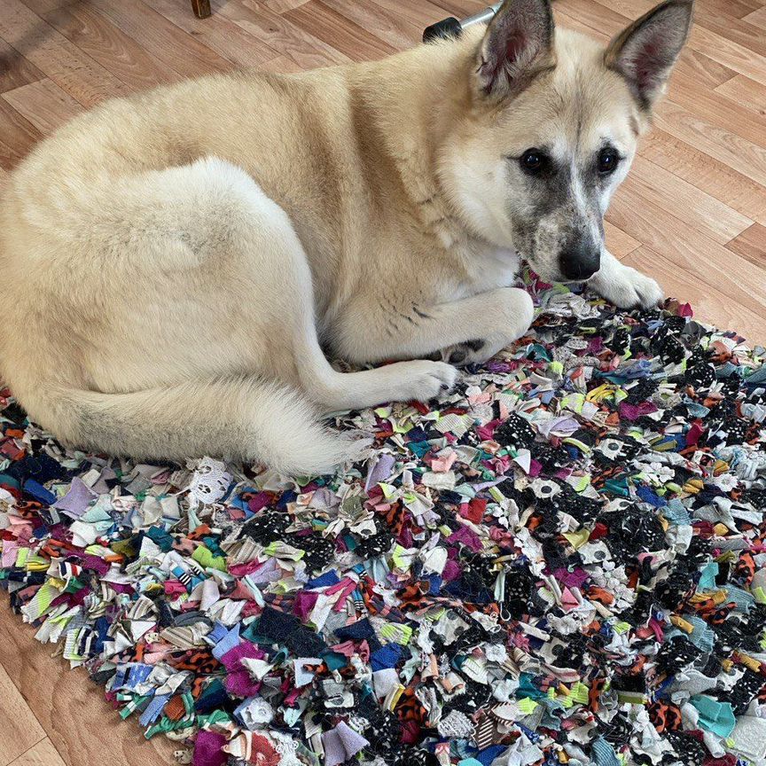 Взрослая собака в добрые руки