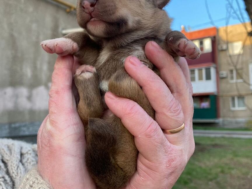 Щенок в добрые руки бесплатно